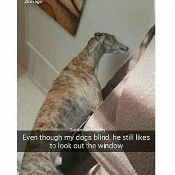 22 Happy Animal Memes That Will Make Your Day Better - Music Raiser