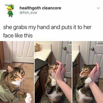 22 Happy Animal Memes That Will Make Your Day Better - Music Raiser