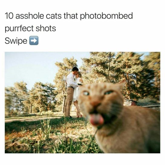 22 Happy Animal Memes That Will Make Your Day Better - Music Raiser