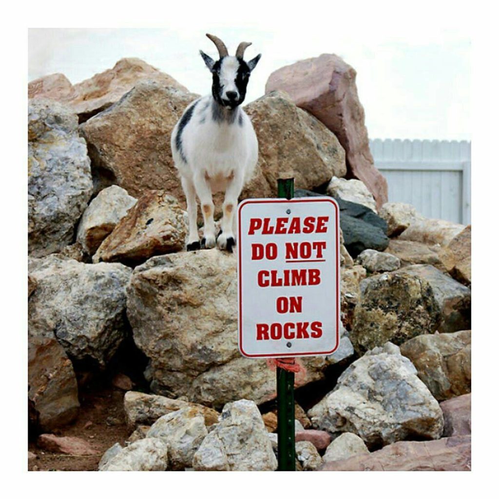 22 Happy Animal Memes That Will Make Your Day Better - Music Raiser