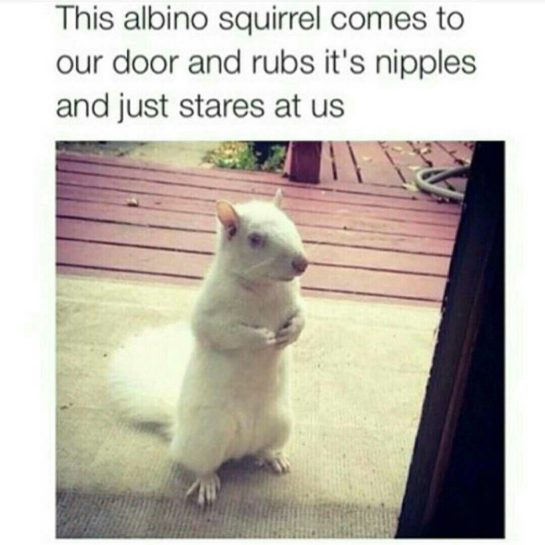 29 Cute Animal Memes Photos to Make You Smile - Music Raiser
