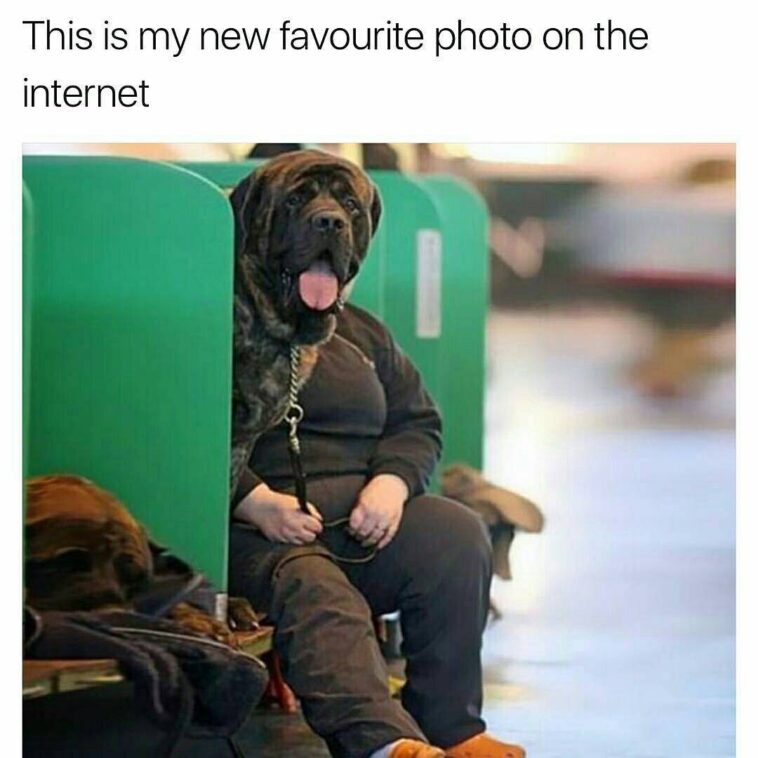 29 Cute Animal Memes Photos to Make You Smile - Music Raiser