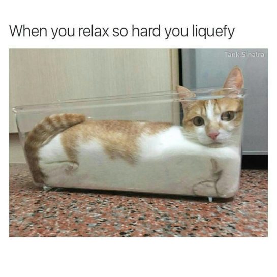 29 Cute Animal Memes Photos to Make You Smile - Music Raiser