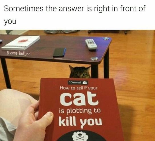 31 Joyful Memes to Make You Smile Whole Day - Music Raiser