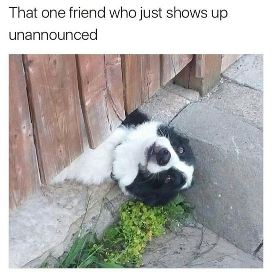 37 Funny Memes That Will Make Your Any Day Better - Music Raiser