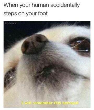 39 Feel Good Memes to Make You Smile and Happy - Music Raiser