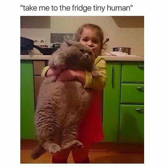 39 Feel Good Memes to Make You Smile and Happy - Music Raiser