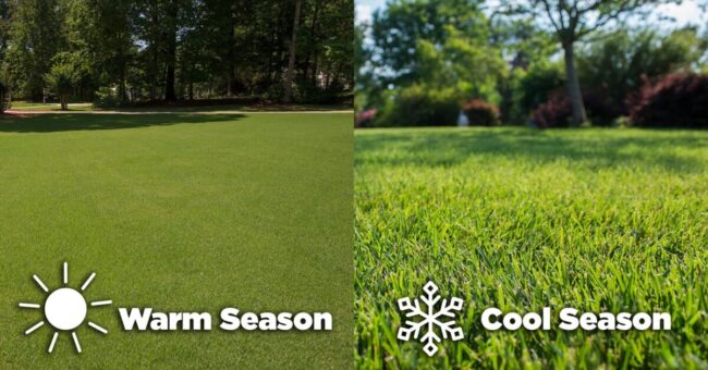 Warm Season vs. Cool Season Grass: How Weeds Affect Both Types of Lawns ...