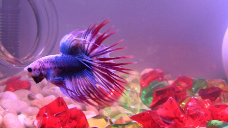 Purple Betta Fish: Easy Guide To Tank Setup, Food, and Nature - Music ...